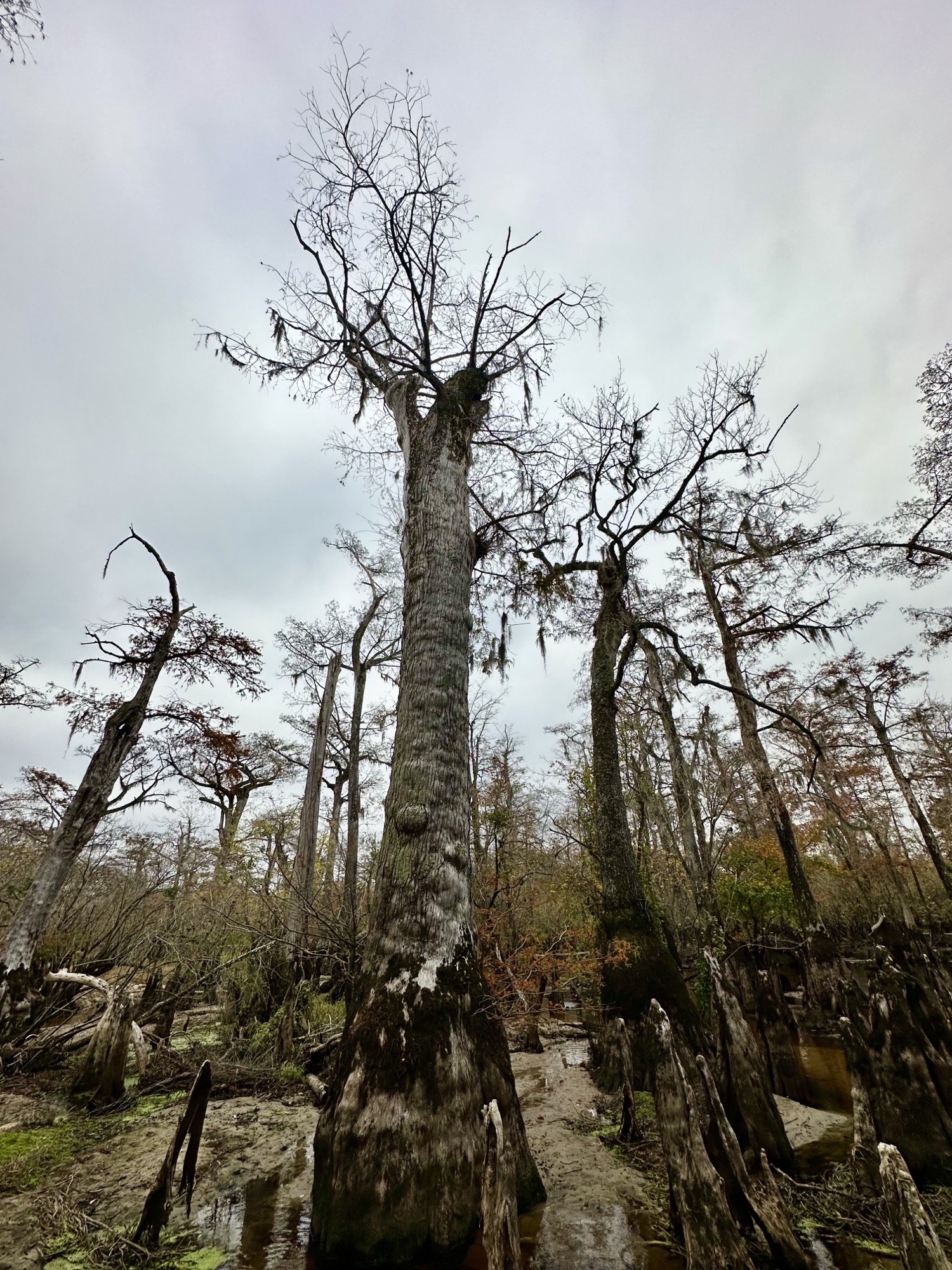 Black River/Three Sisters Swamp Kayaking | mahanaimadventures.com